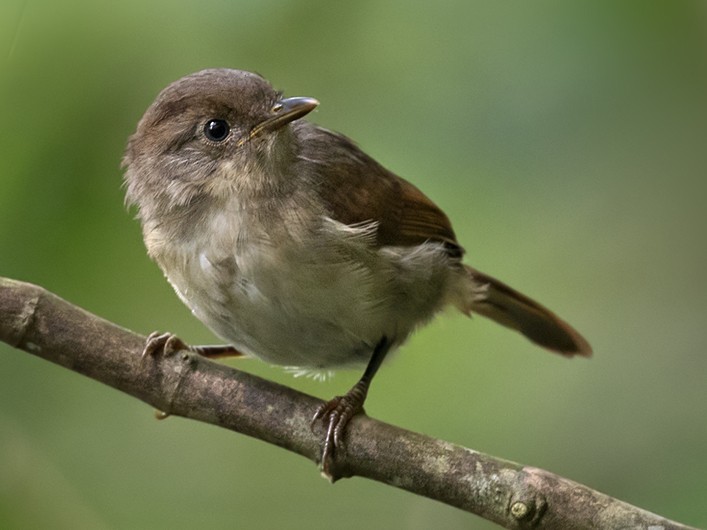 Javan Fulvetta - eBird