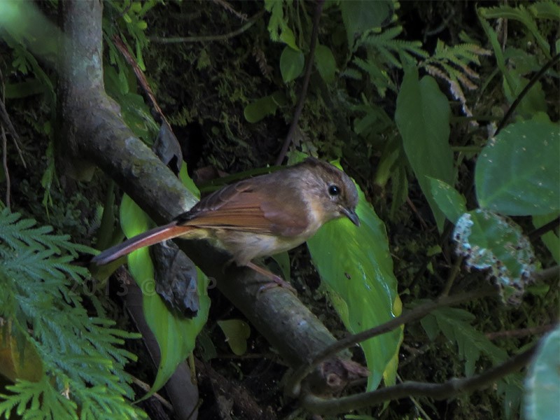 Fulveta de Java - eBird