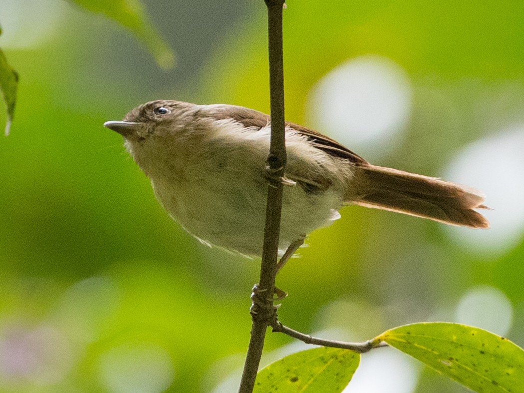 Javan Fulvetta - eBird