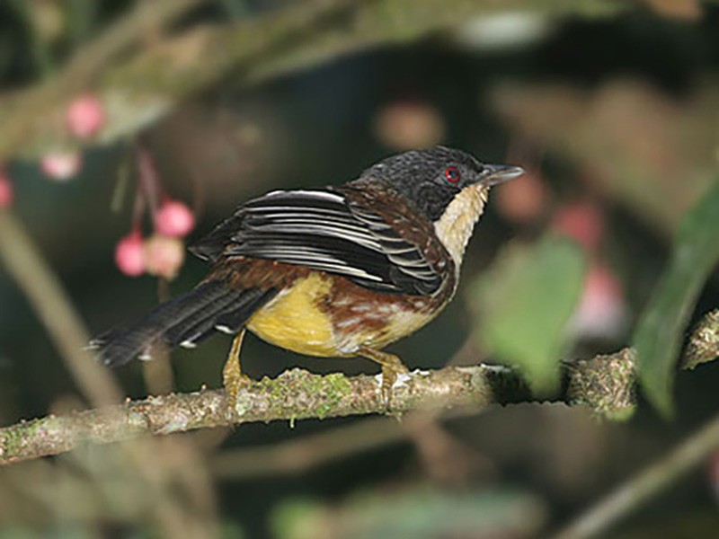 Spotted Crocias - eBird