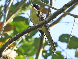 Spotted Crocias - eBird
