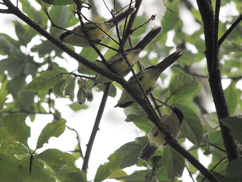 Spotted Crocias - eBird