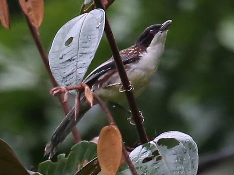 Spotted Crocias - eBird
