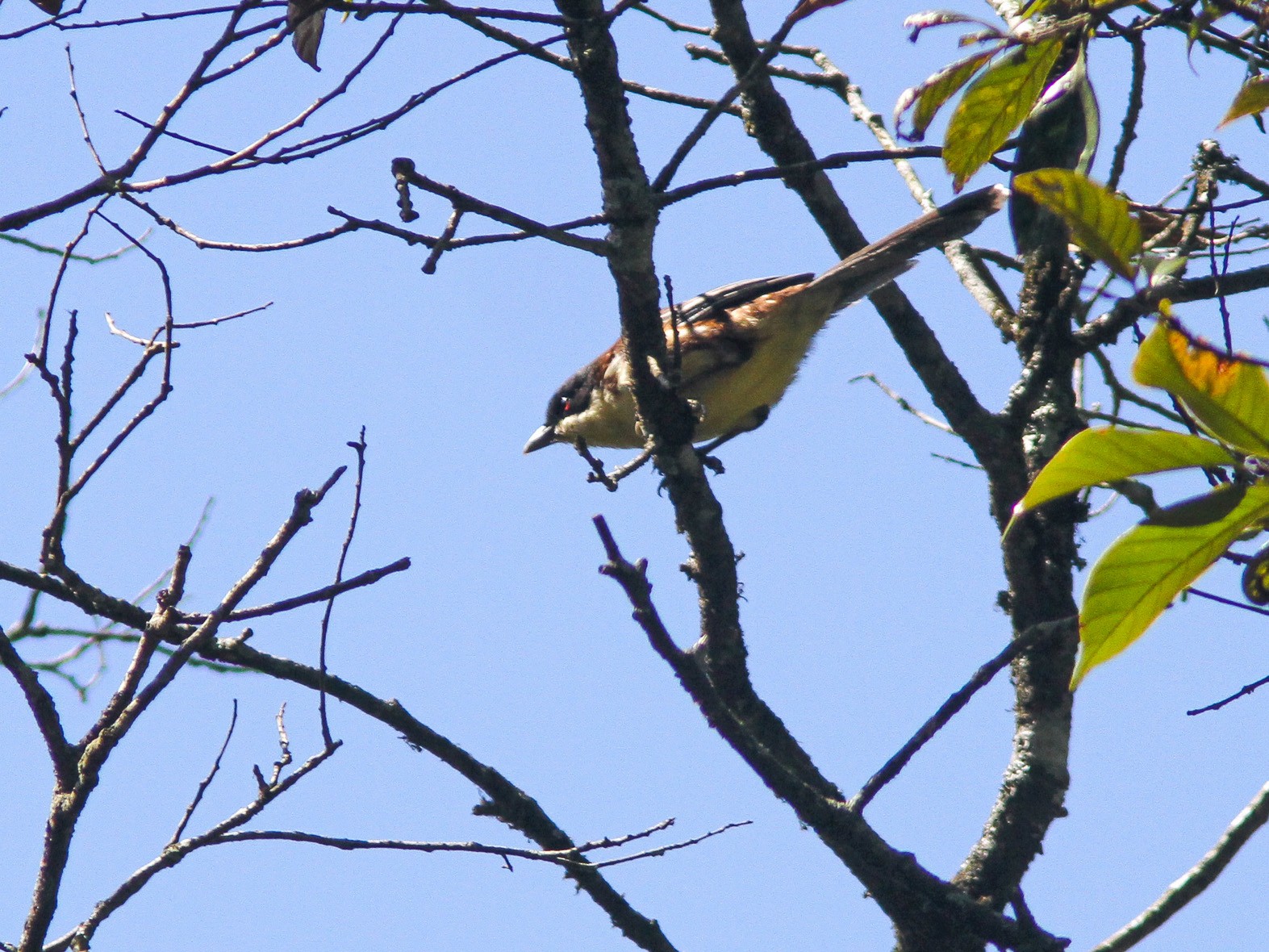 Spotted Crocias - eBird