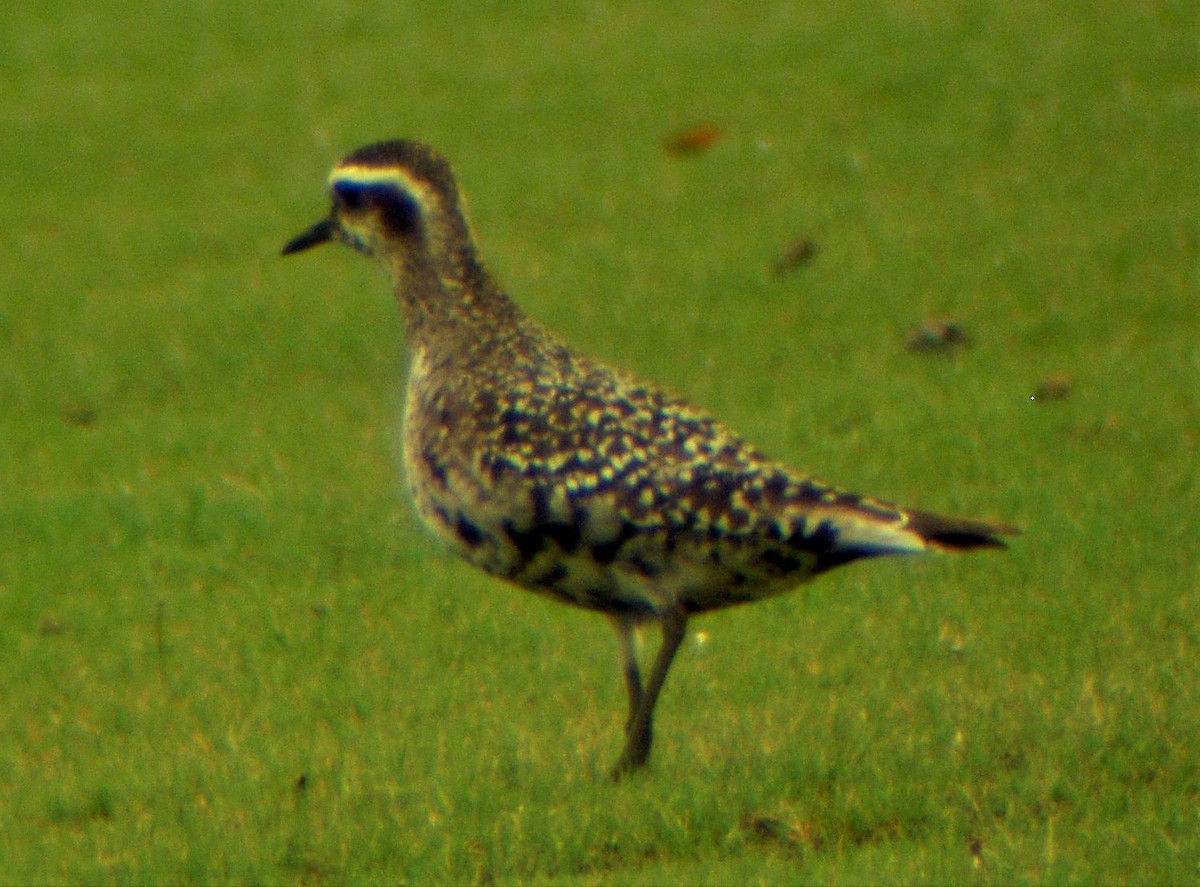 eBird Checklist - 5 Sep 2004 - Stedman Turf Farm - 19 species