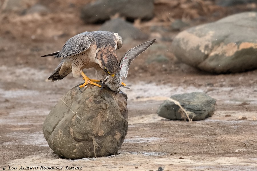 Peregrine Falcon Hunting Fish