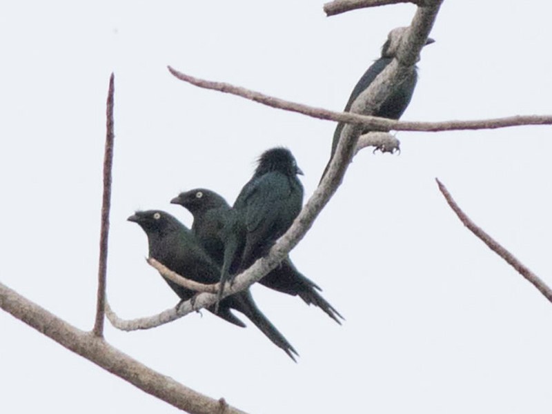 Yellow-eyed Starling - eBird