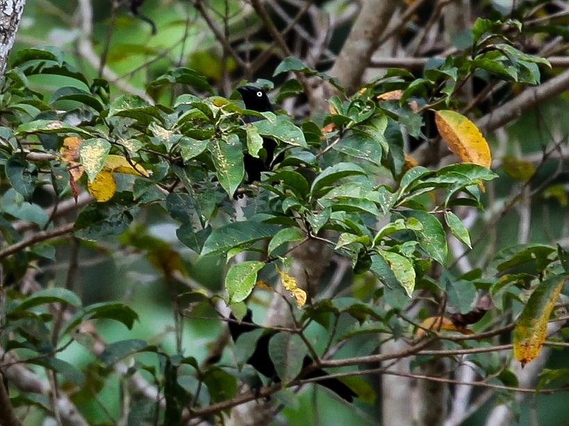 Yellow-eyed Starling - eBird
