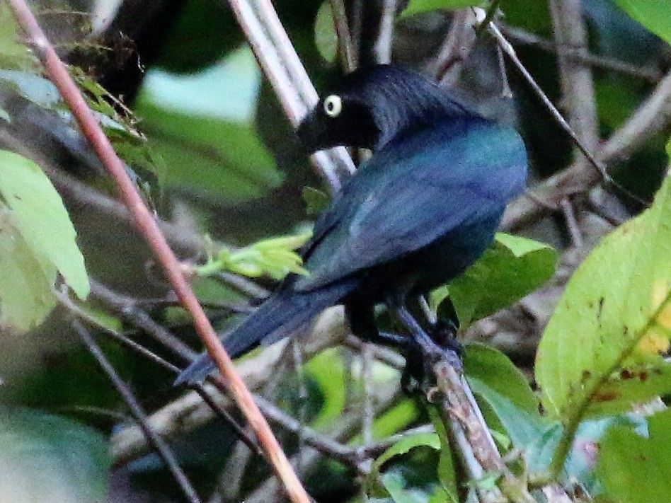 Yellow-eyed Starling - eBird