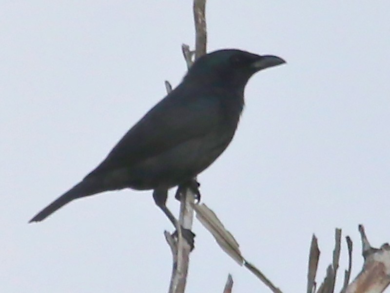 Tanimbar Starling - eBird