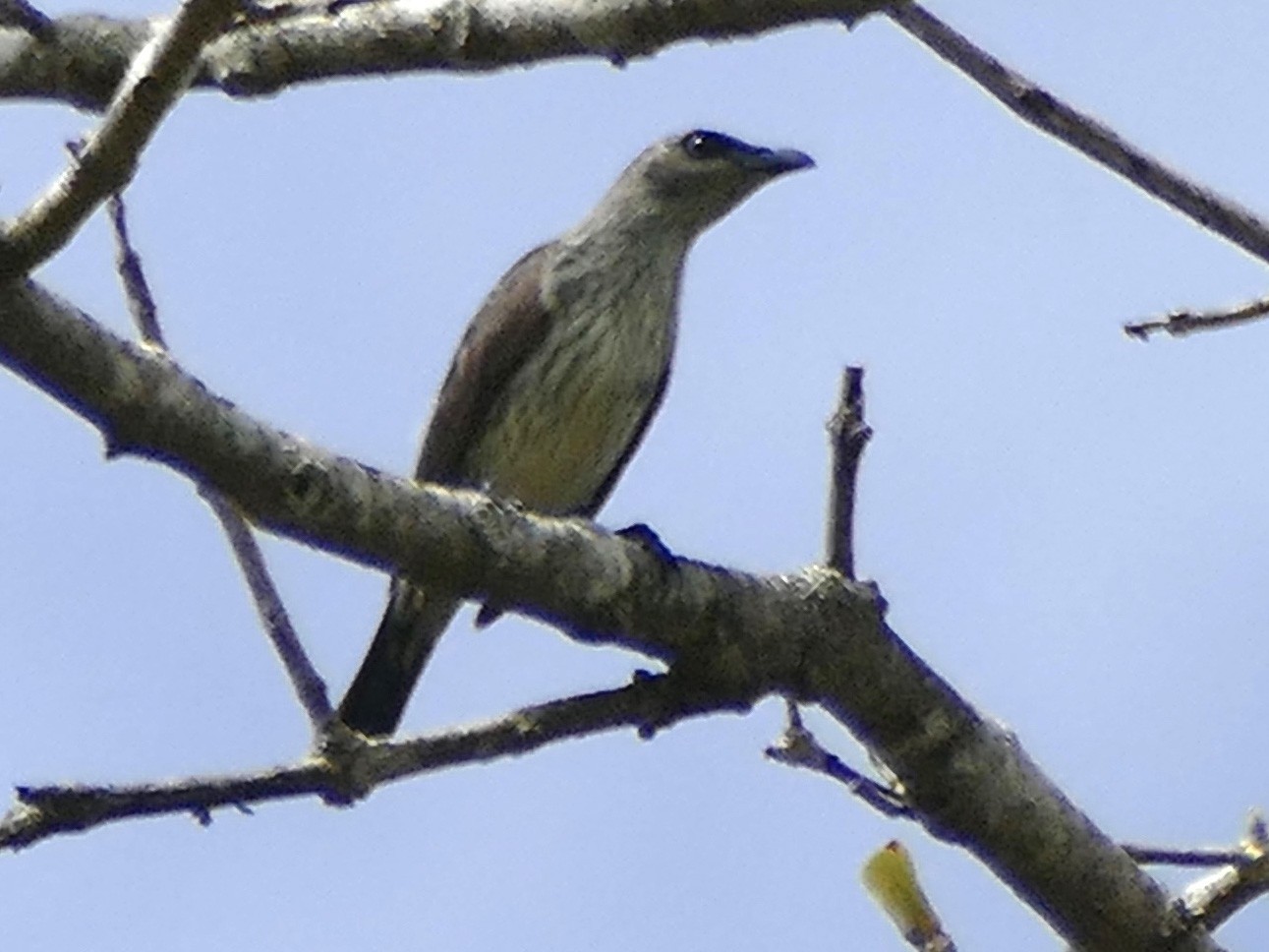 Tanimbar Starling - eBird