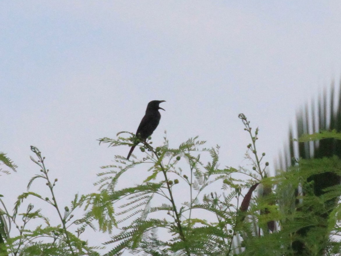 Tanimbar Starling - eBird