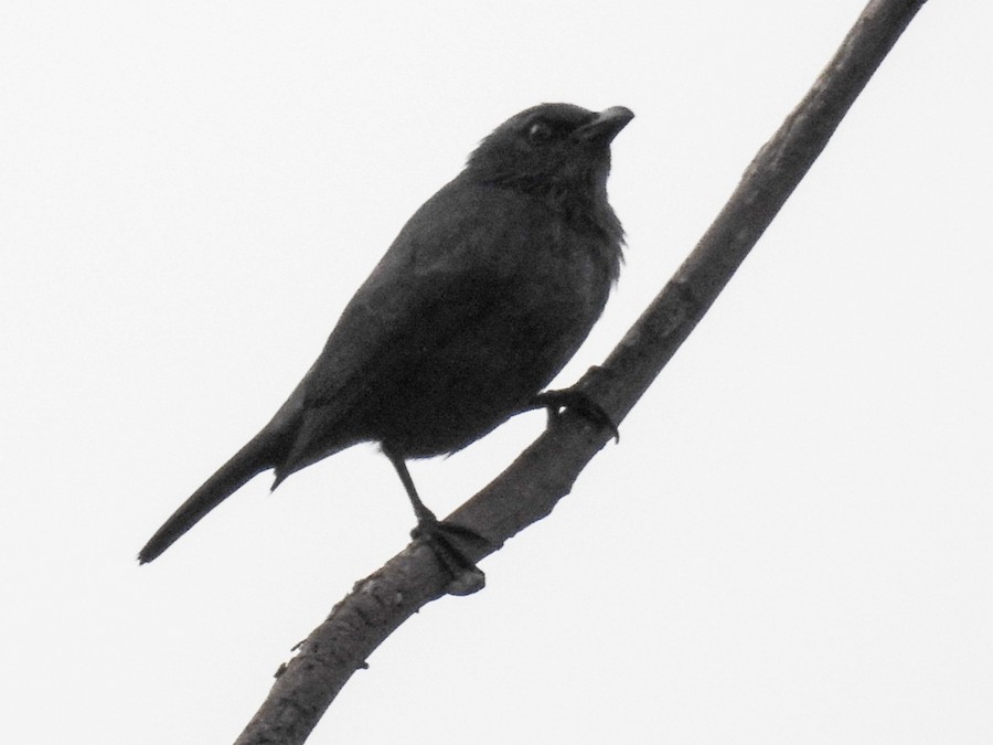 Tanimbar Starling - eBird