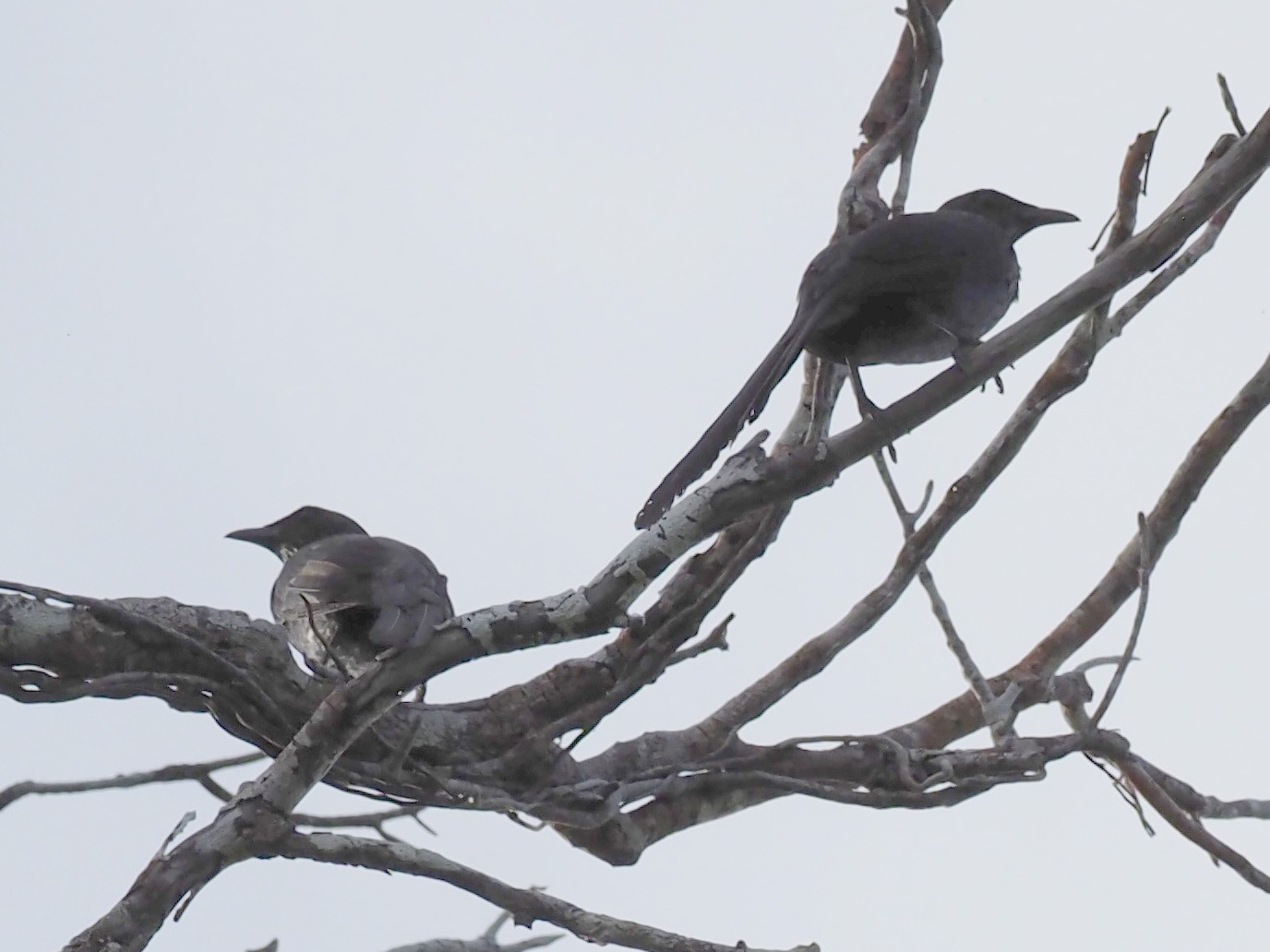 Perling ekor-panjang - eBird