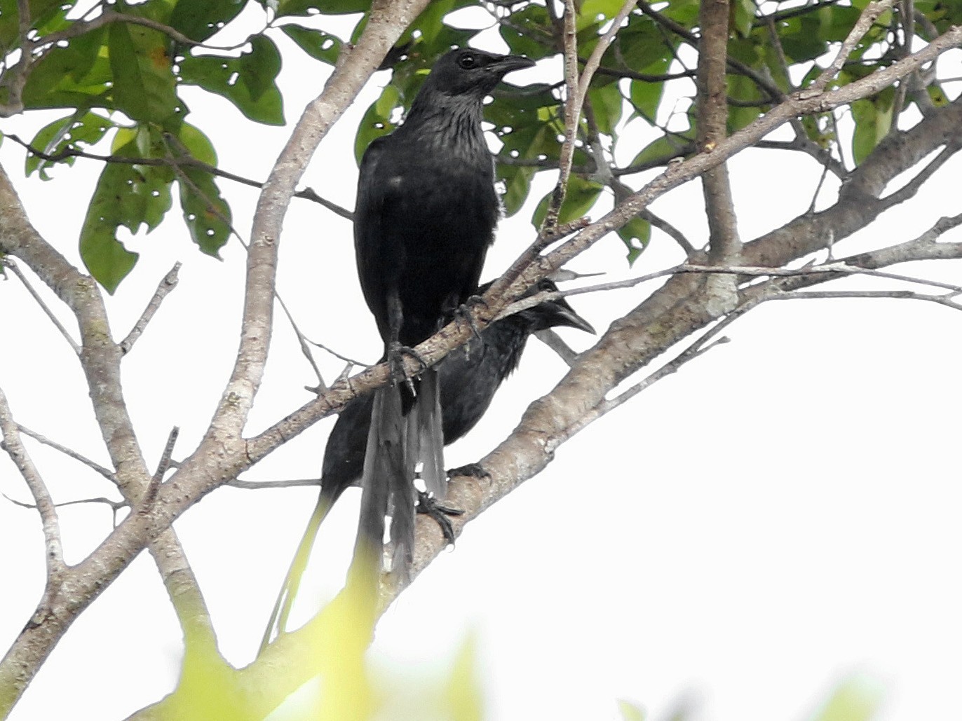 Perling ekor-panjang - eBird