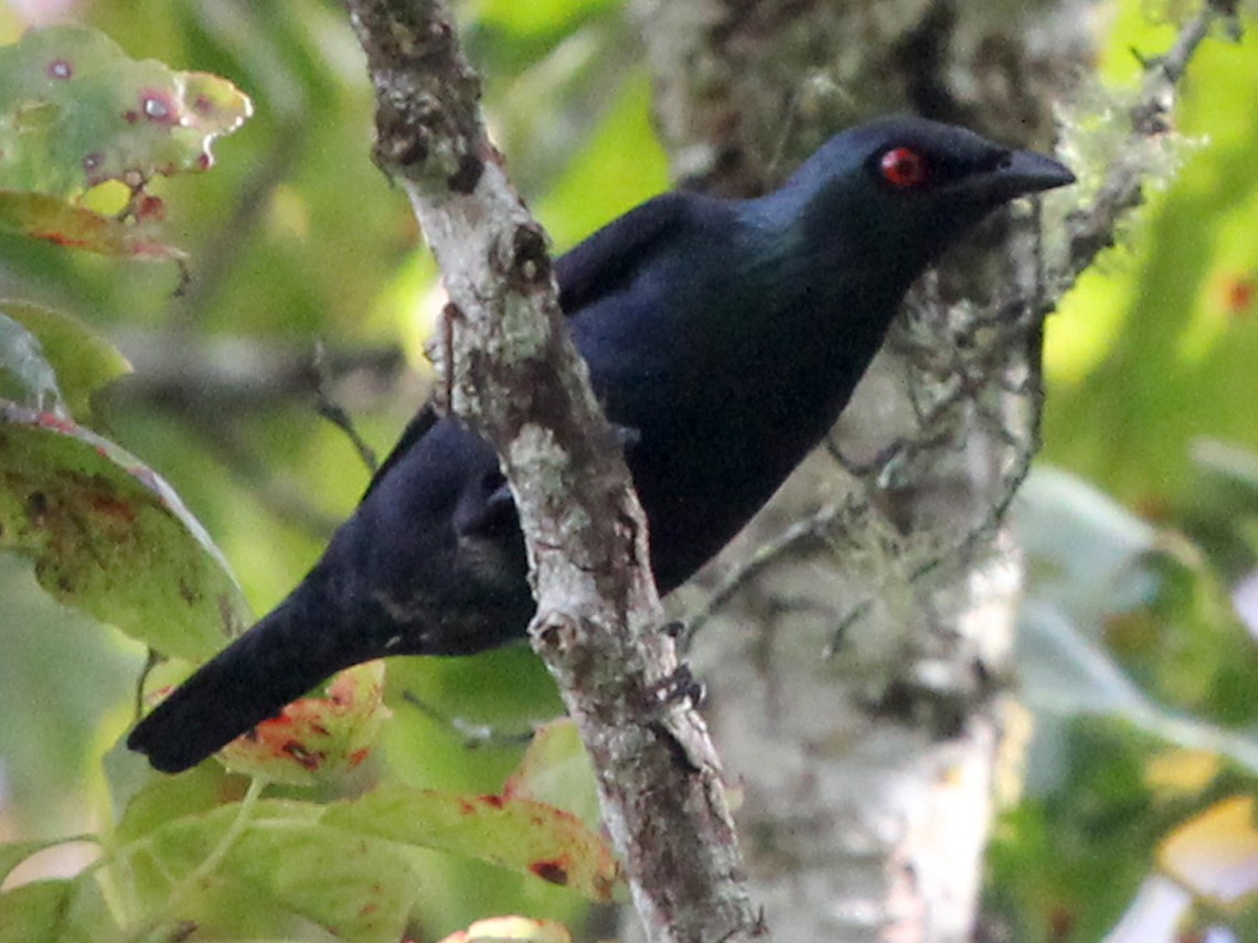 Short-tailed Starling - eBird