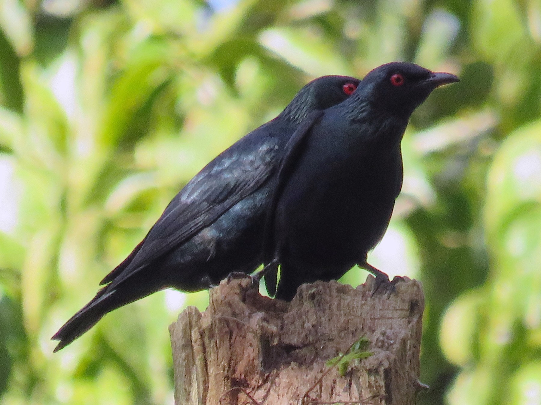 Short-tailed Starling - eBird