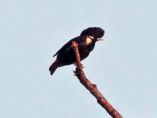 Helmeted Myna - eBird