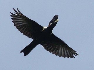 Helmeted Myna - eBird