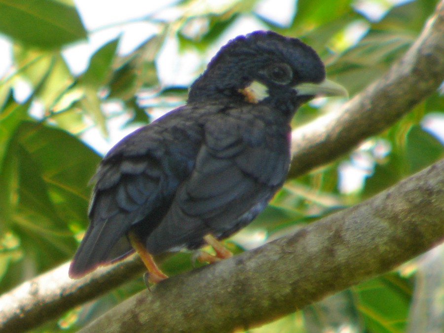 Raja-perling sulawesi - eBird