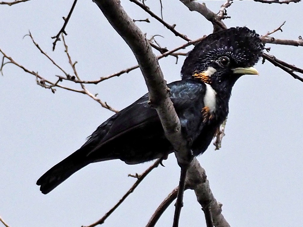 Helmeted Myna - Basilornis galeatus - Birds of the World