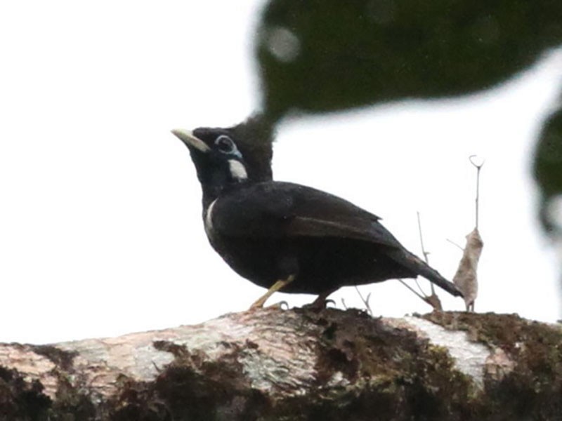 Long-crested Myna - eBird