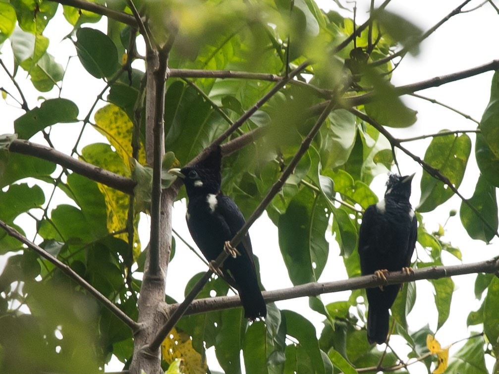 Long-crested Myna - eBird