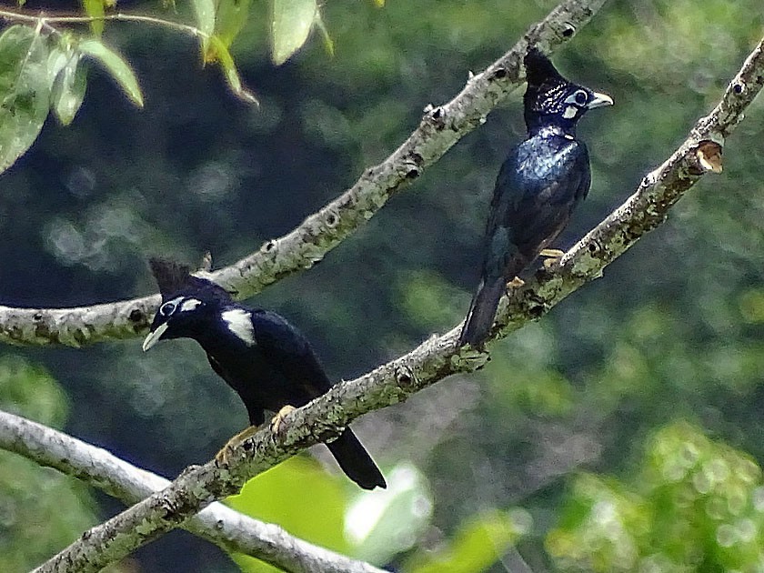 Long-crested Myna - eBird