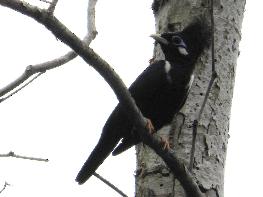 Long-crested Myna - eBird