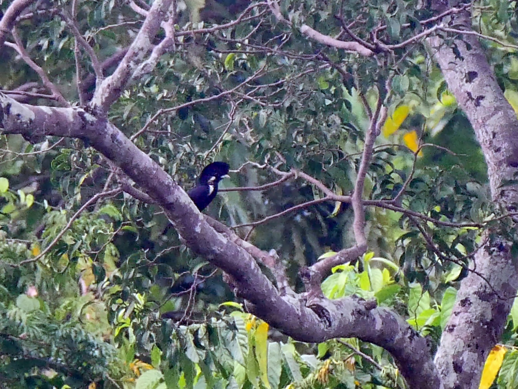 Helmeted Myna - eBird