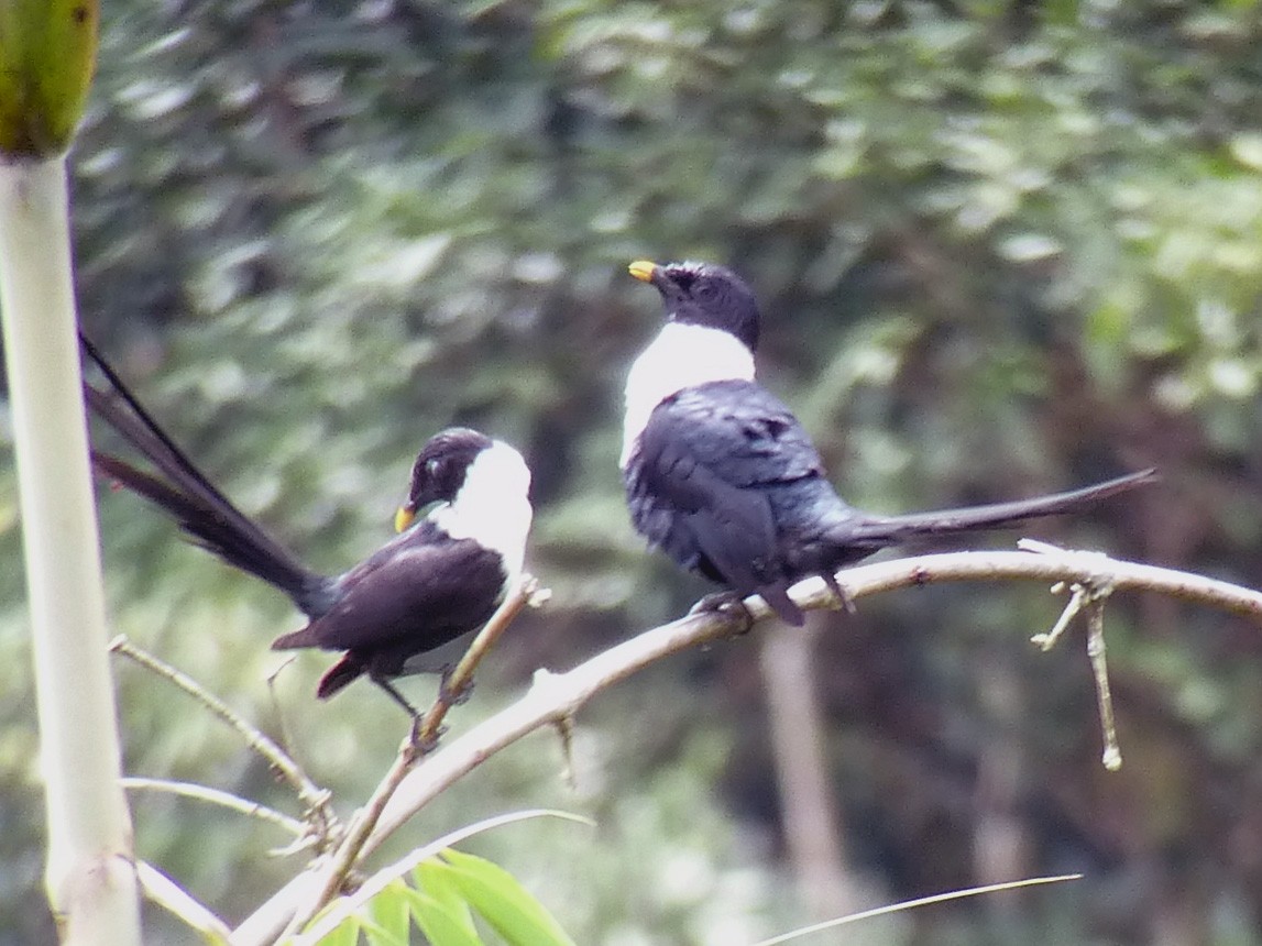 White-necked Myna - eBird