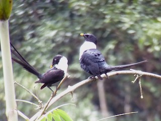 White-necked Myna - eBird