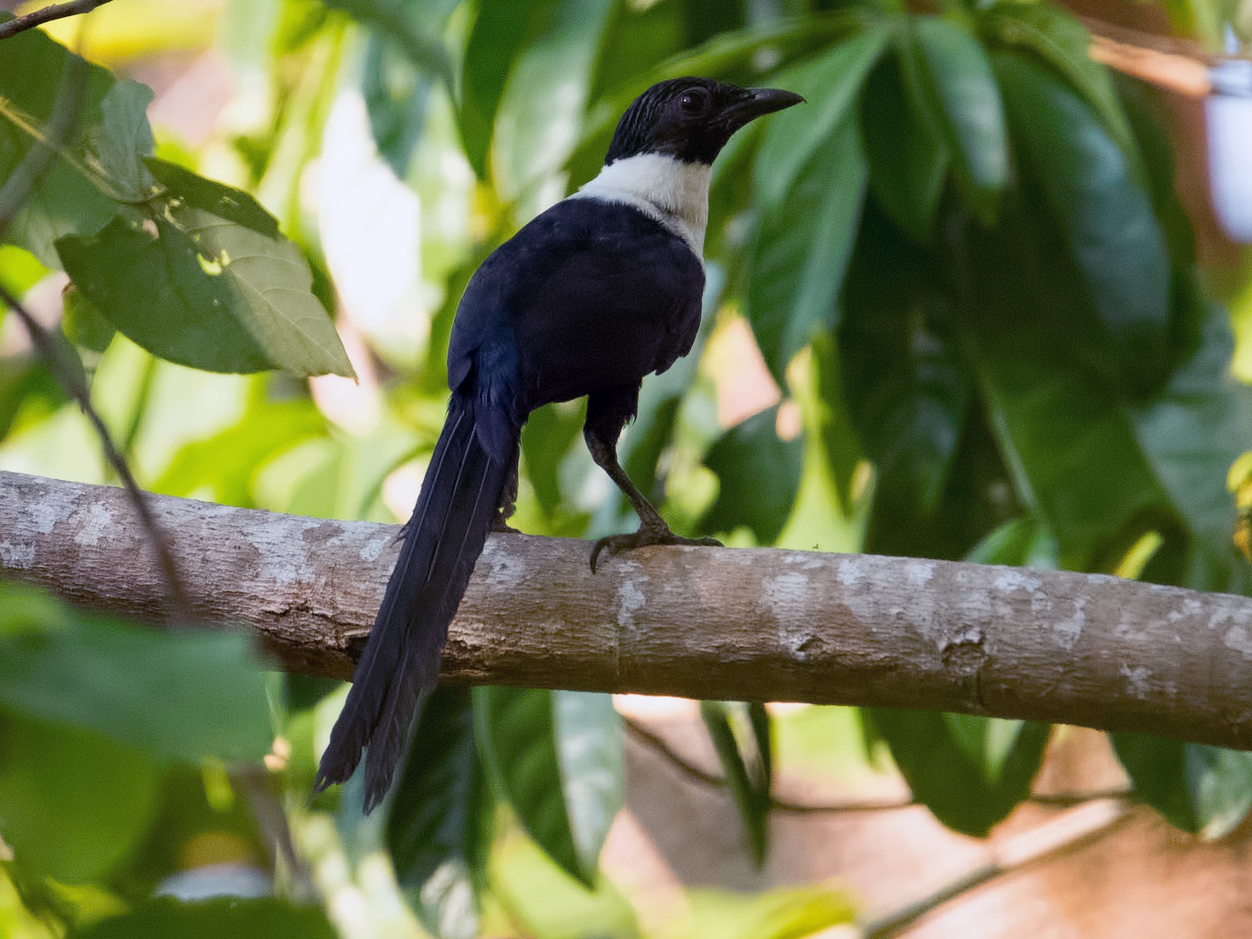White-necked Myna - eBird