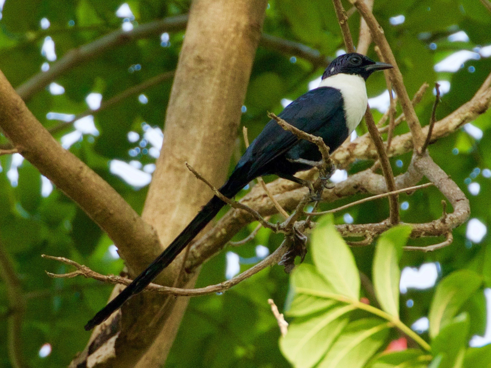 White-necked Myna - eBird