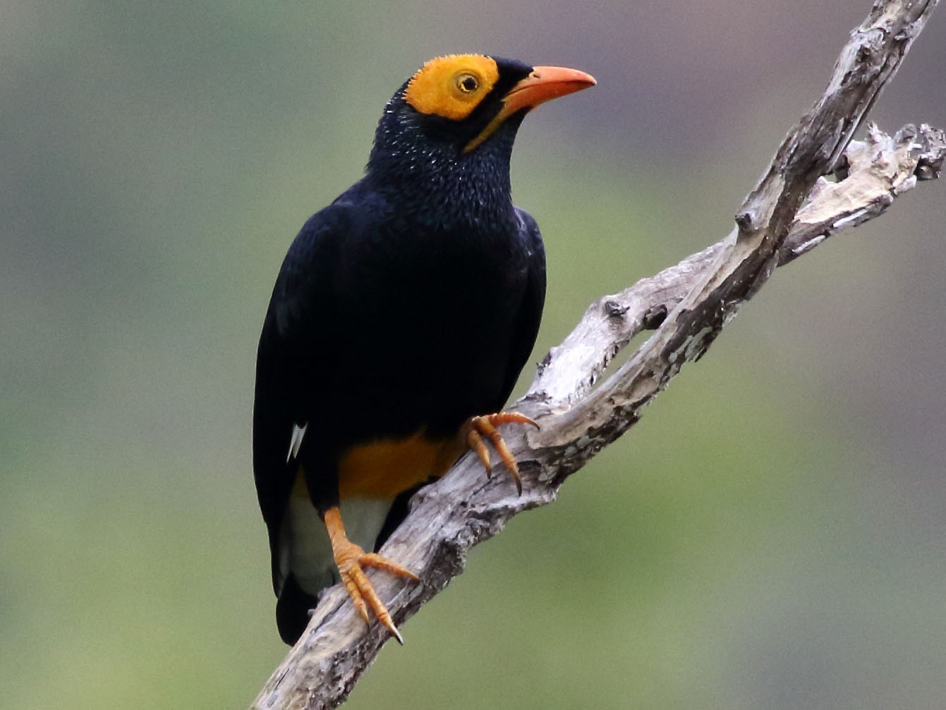 Yellow-faced Myna - eBird