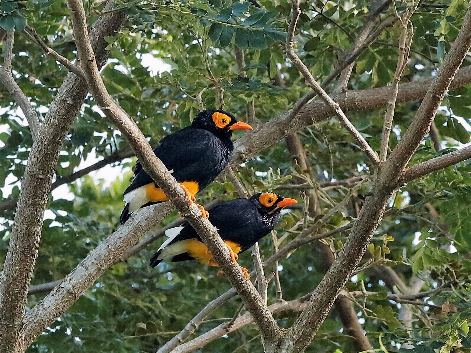 Yellow-faced Myna - eBird