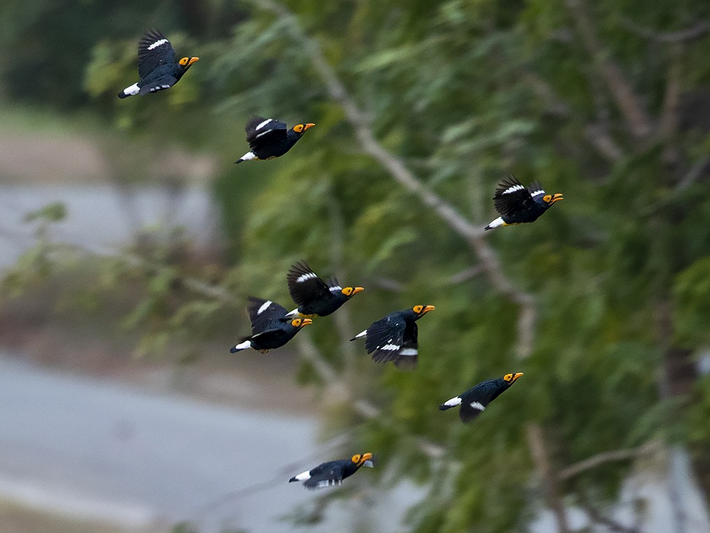 Yellow-faced Myna - eBird