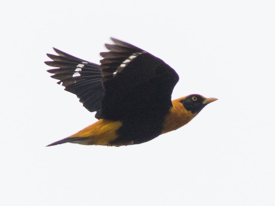 Golden Myna - eBird