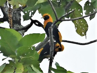 Golden Myna - eBird
