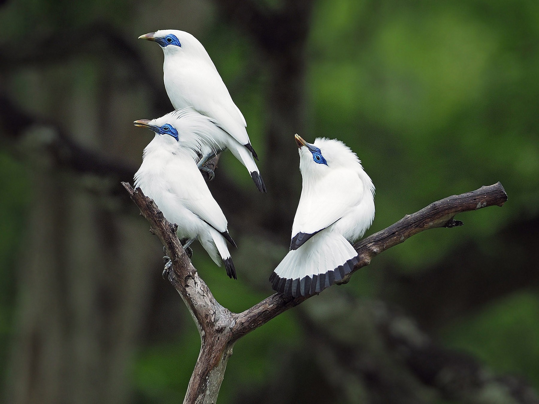 Bali Myna - eBird