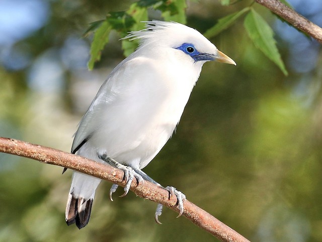 Photos - Bali Myna - Leucopsar rothschildi - Birds of the World