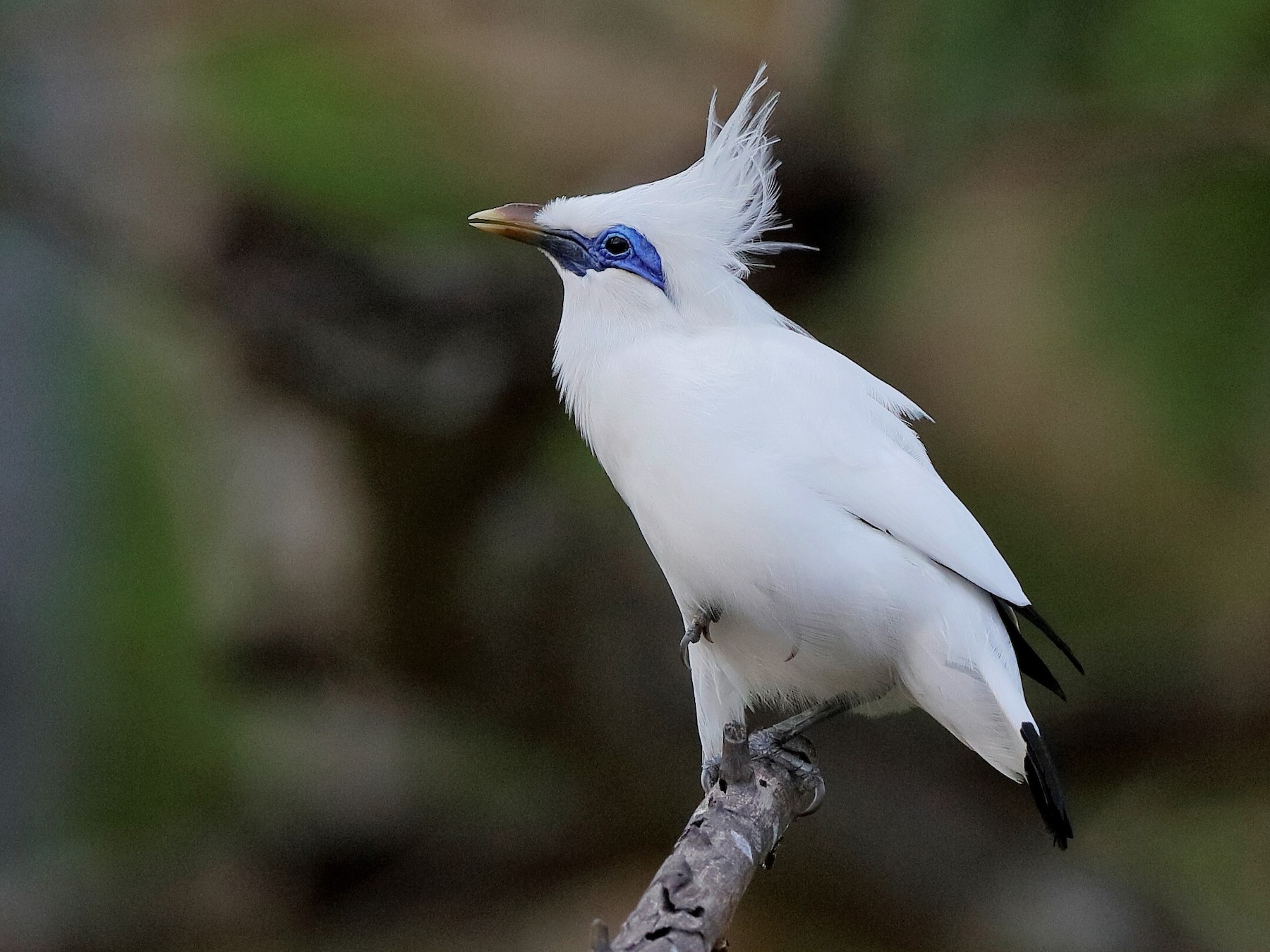 Bali Myna - eBird