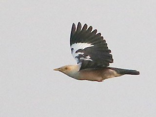 Jalak putih - eBird