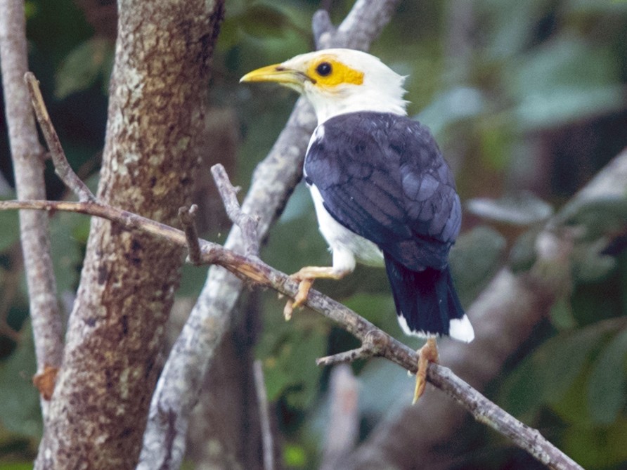Black-winged Starling - eBird