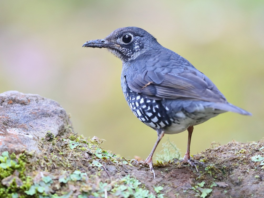 Zorzal de Andrómeda - eBird