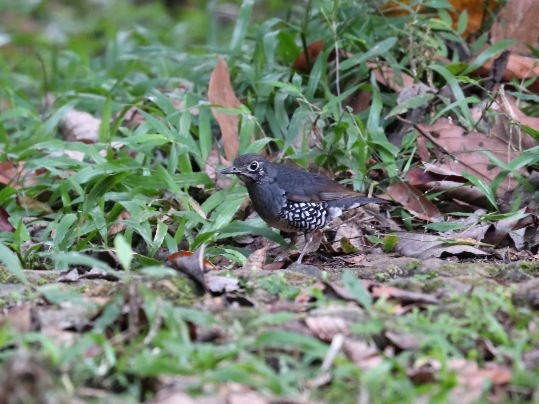 Zorzal de Andrómeda - eBird