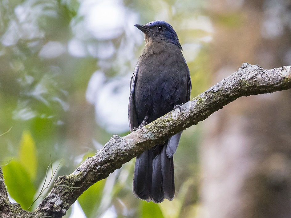 Javan Cochoa - eBird