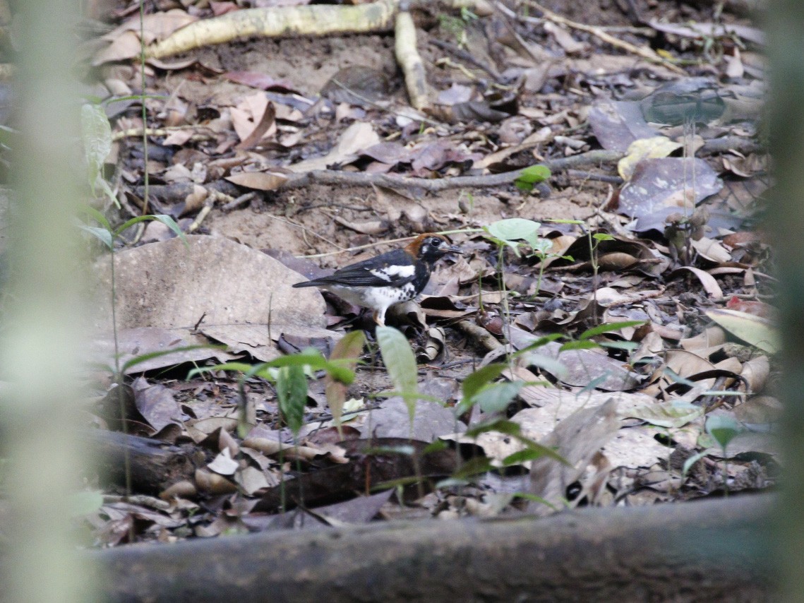 Chestnut-capped Thrush - eBird