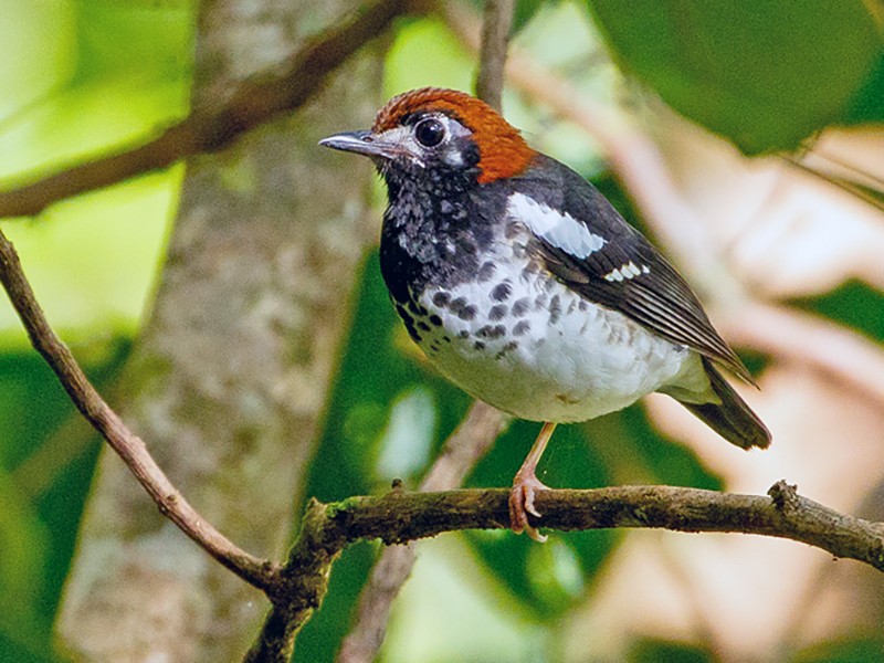 Chestnut-capped Thrush - eBird