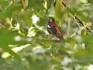 Chestnut-backed Thrush - eBird